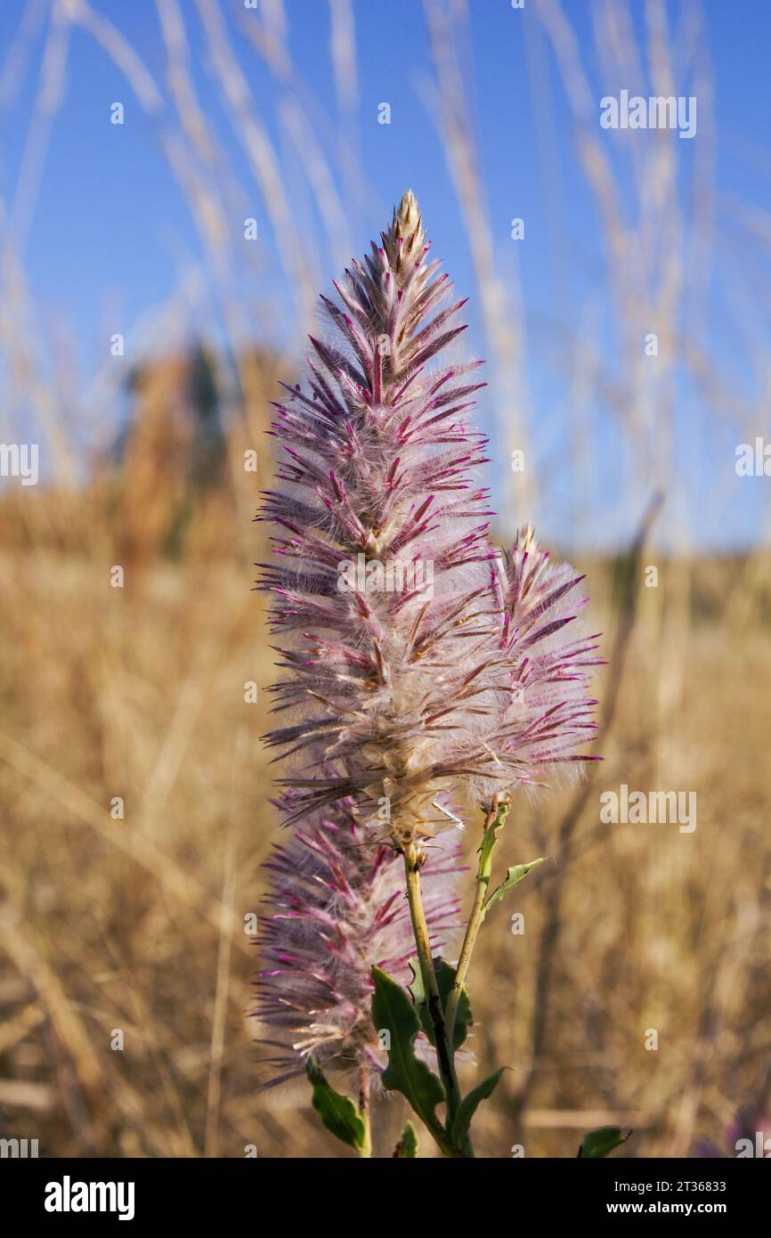 Western australia flower hi-res stock photography and images - Alamy