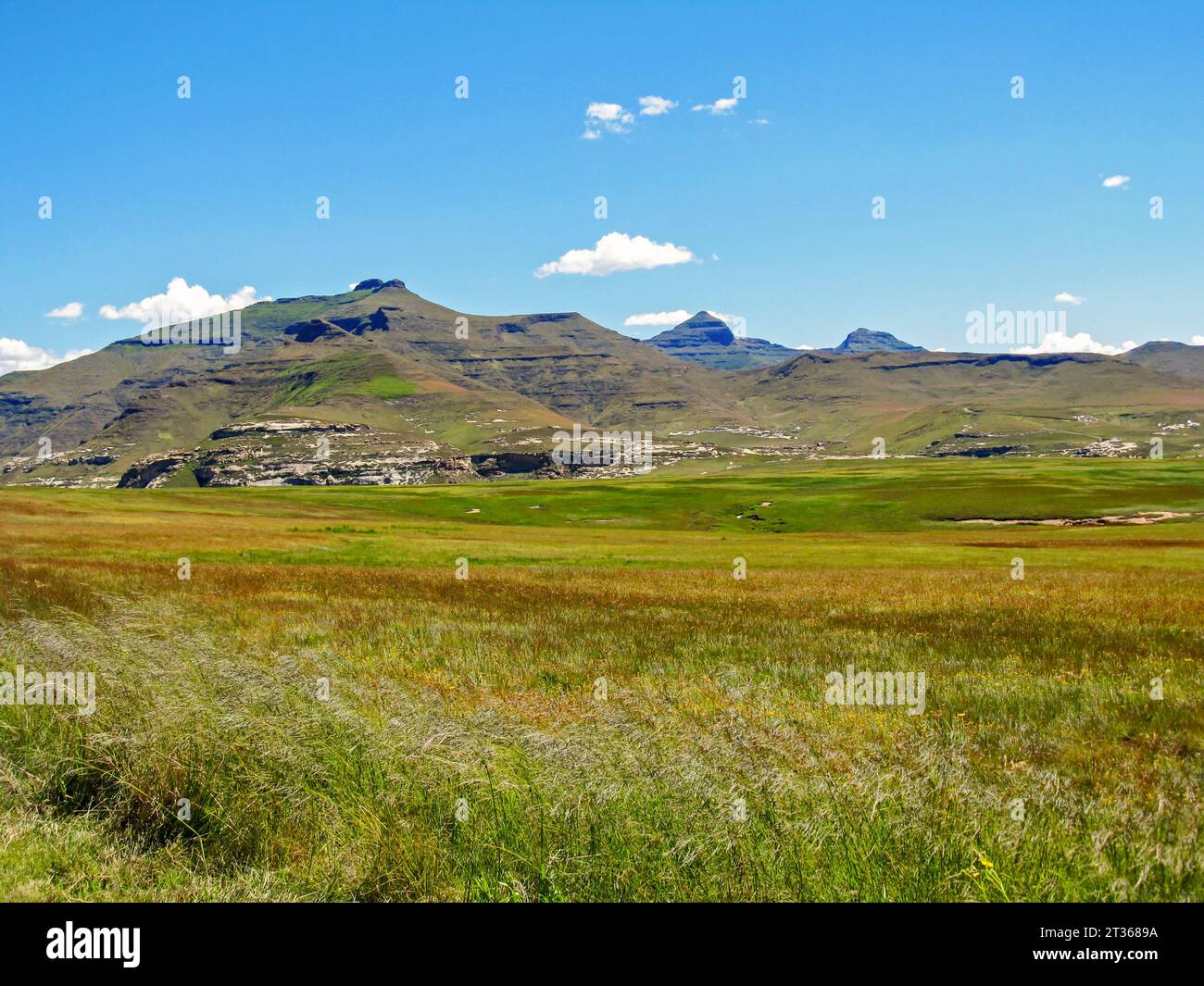 View over the various grasses of the Austro-Afro alpine grassland, with ...