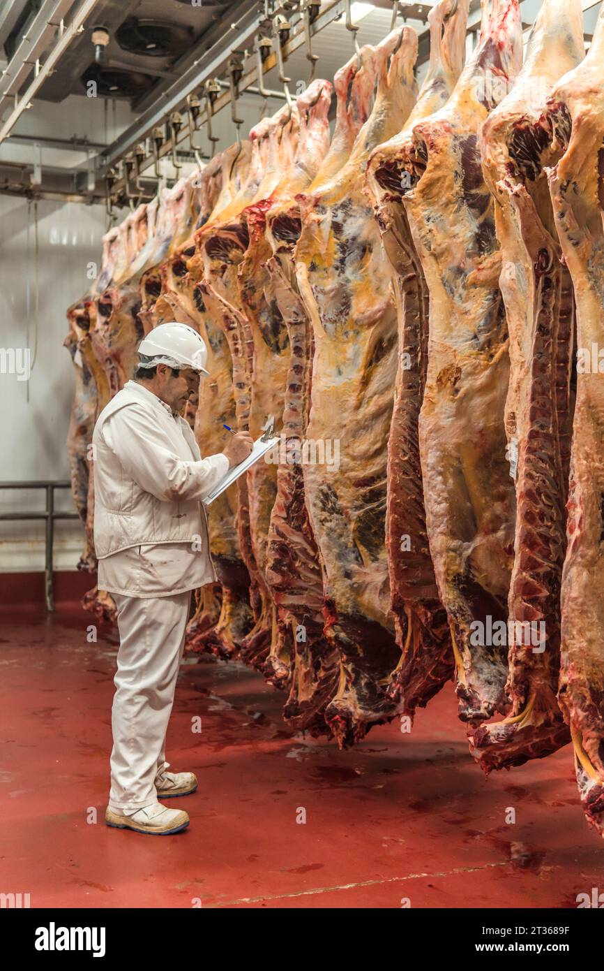 Butcher taking inventory of meat in slaughterhouse Stock Photo - Alamy