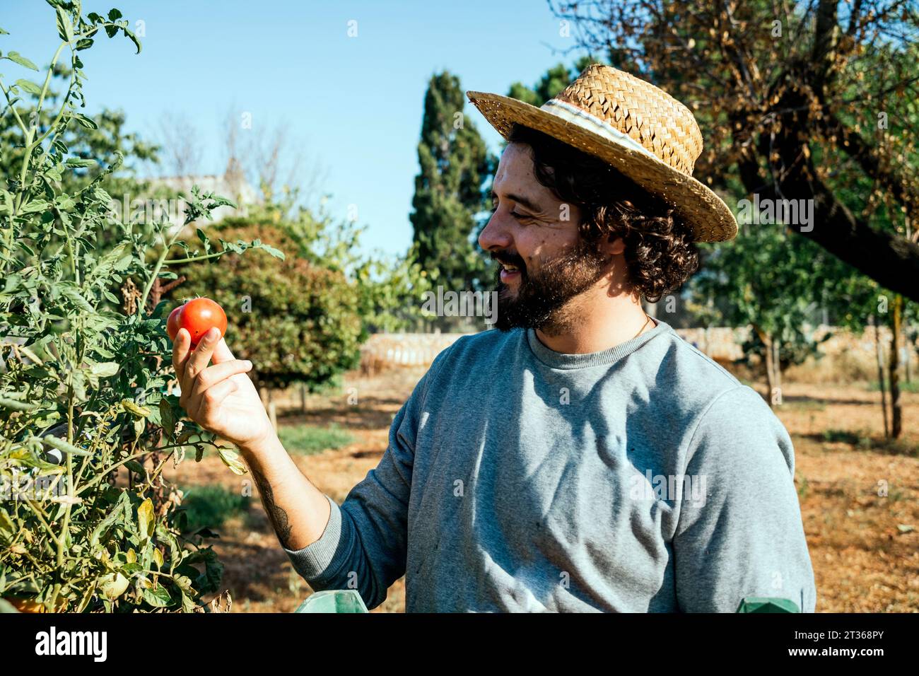 Happy farmer picking tomato in garden Stock Photo - Alamy