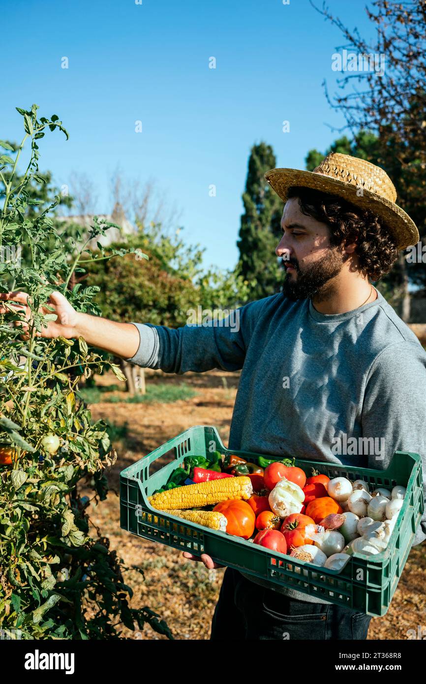 Farmer collecting fruits and vegetables in crate on farm Stock Photo ...