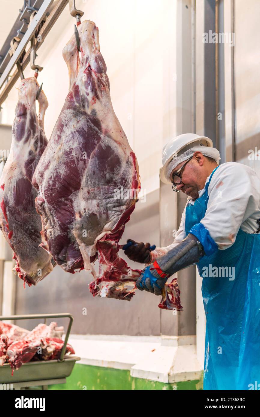 Meat locker worker cutting cow leg in slaughterhouse Stock Photo - Alamy