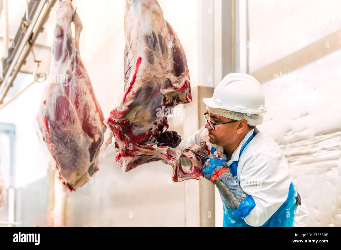 Slaughterhouse worker cutting cow leg in meat locker Stock Photo - Alamy