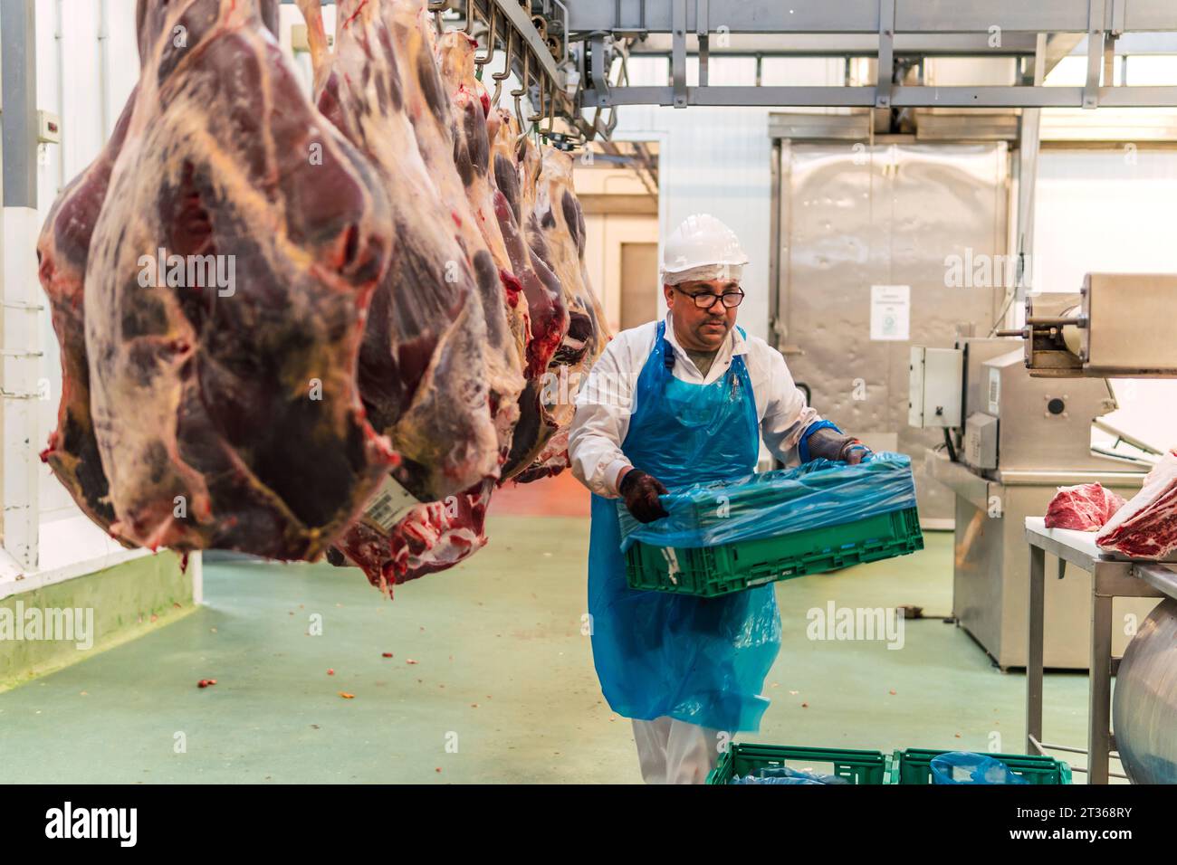 Butcher carrying crate by meat hanging in cold storage slaughterhouse ...