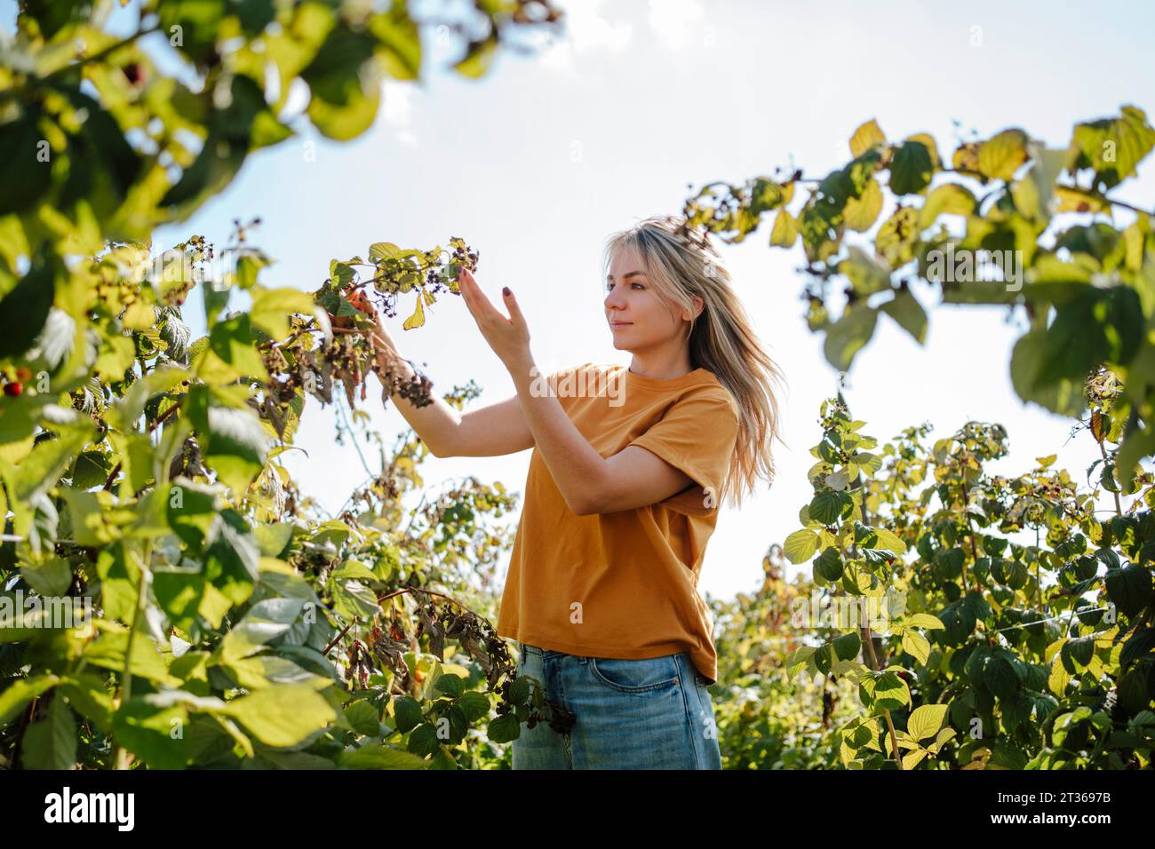 Blond woman touching and examining raspberries plants in field Stock ...