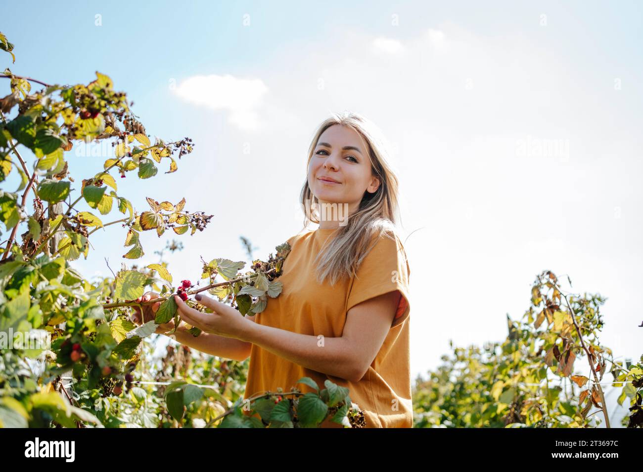 Smiling blond woman touching raspberries plants in field Stock Photo ...