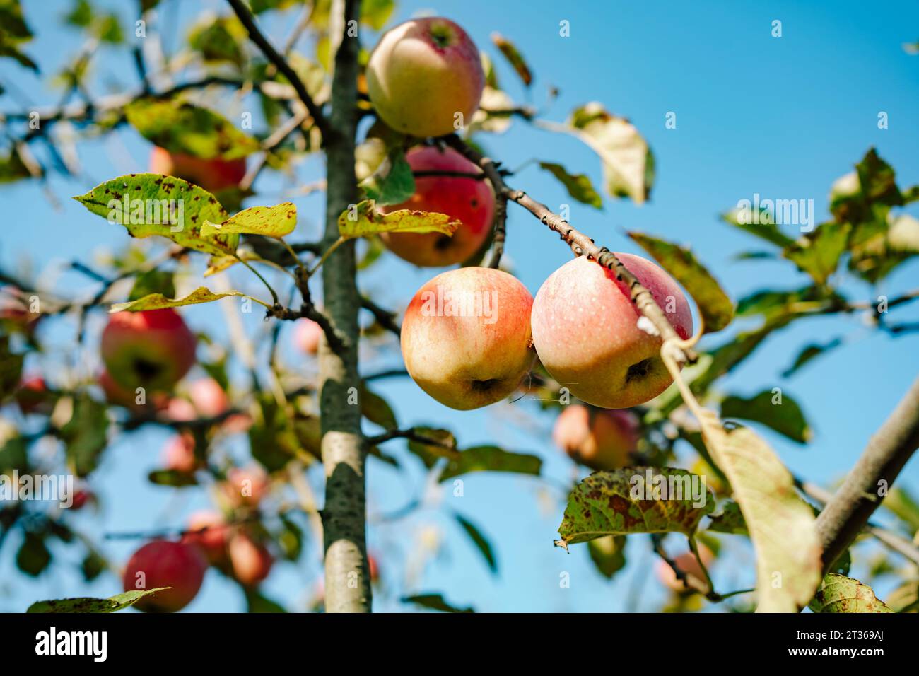 Red apple with front light hi-res stock photography and images - Alamy