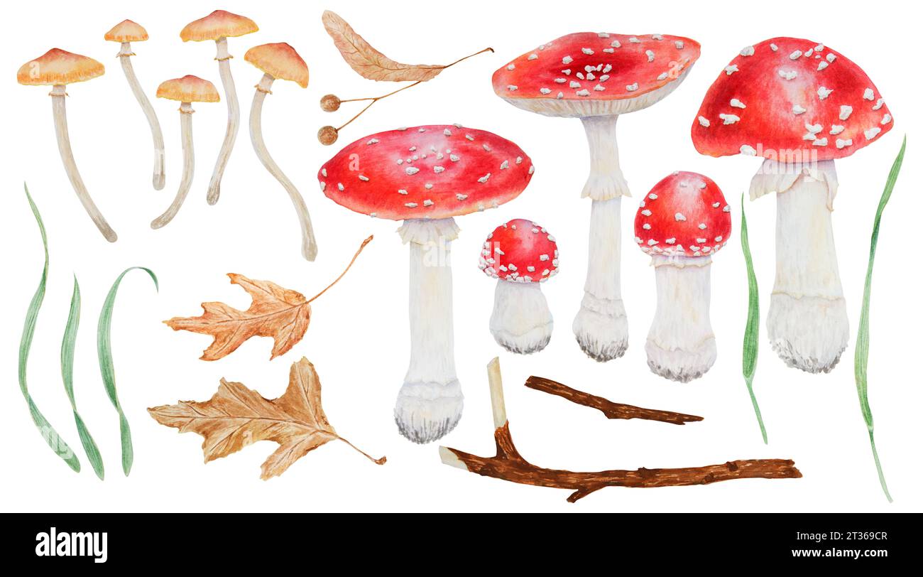 Red Fly Agaric Toadstools Leaves Branch Linden Seeds Watercolor