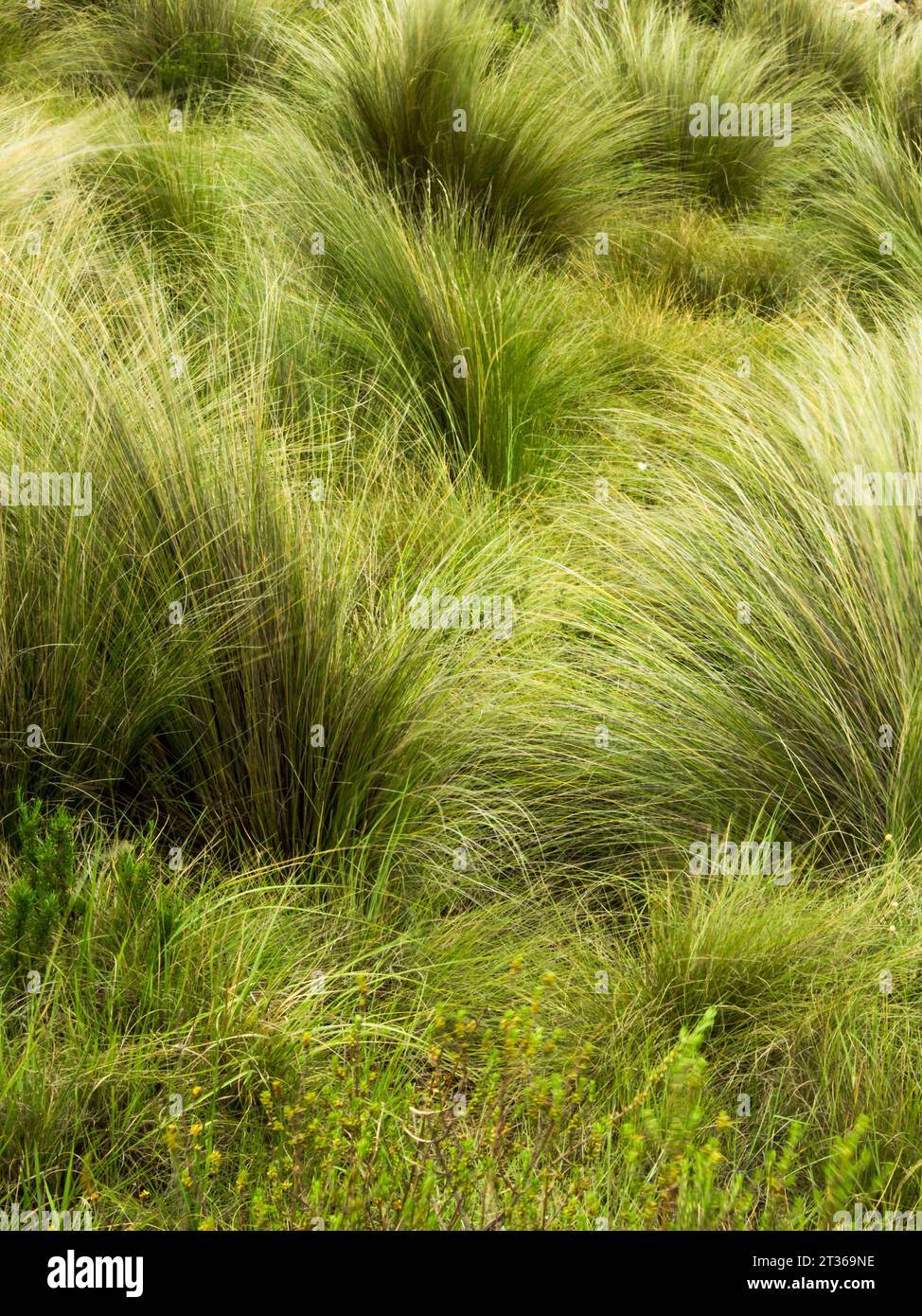 Tussock grasses hi-res stock photography and images - Alamy