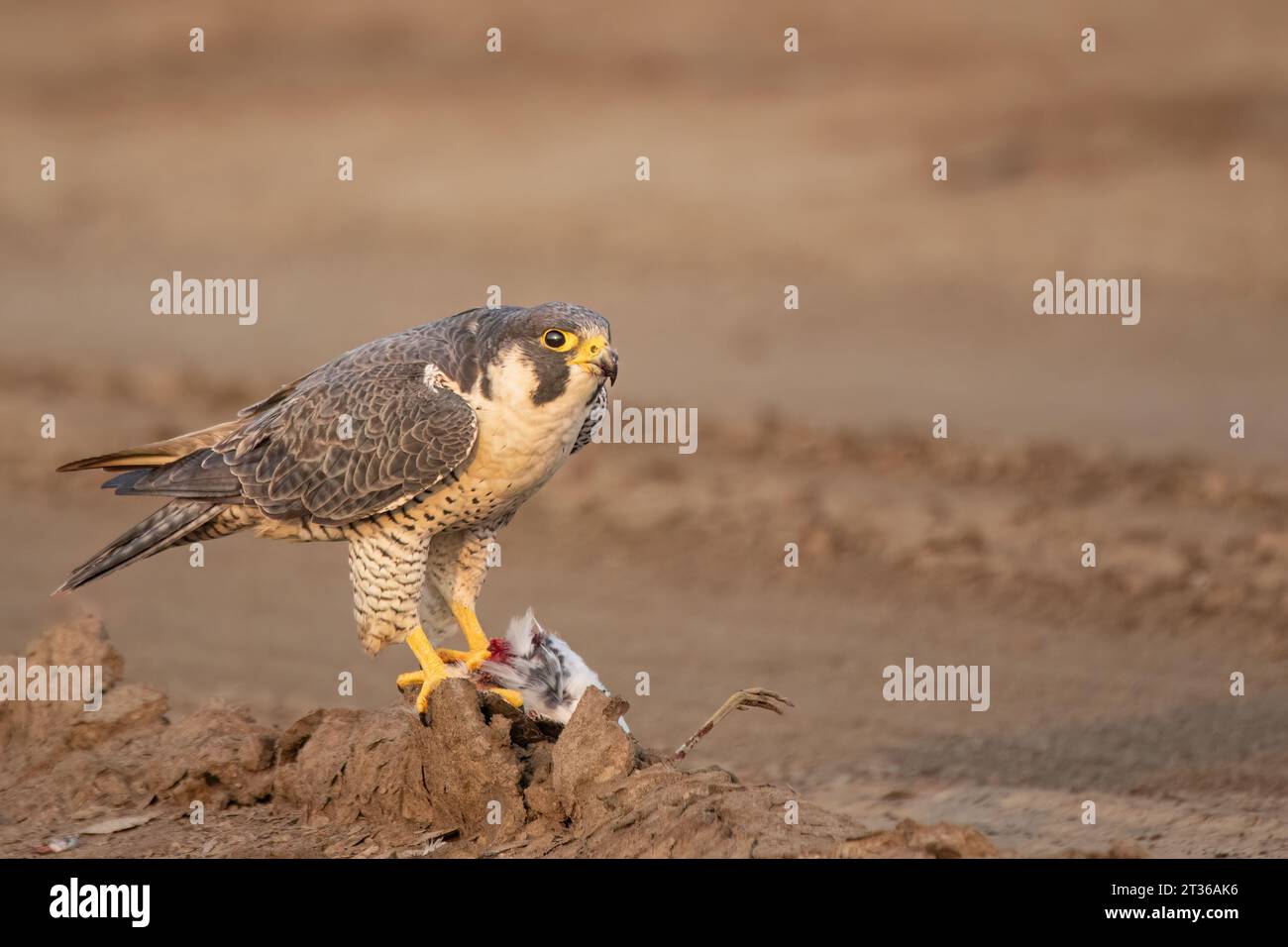 Peregrine Falcon with Kill Stock Photo - Alamy