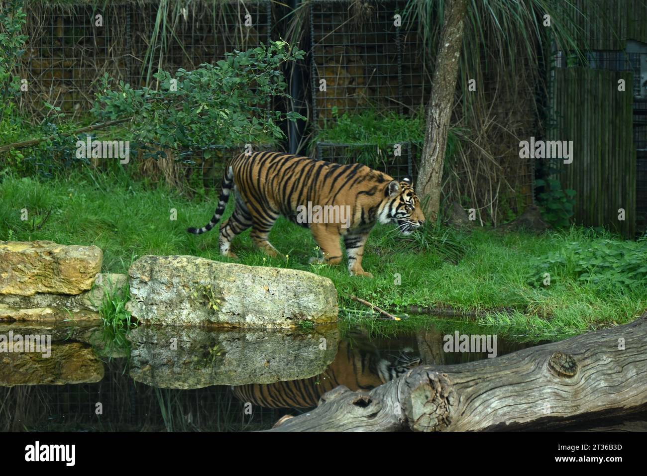 Sunda island tiger hi-res stock photography and images - Alamy