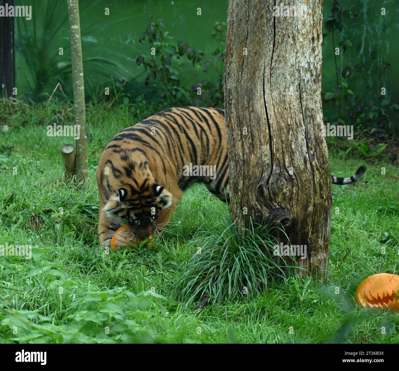 Sunda island tiger hi-res stock photography and images - Alamy