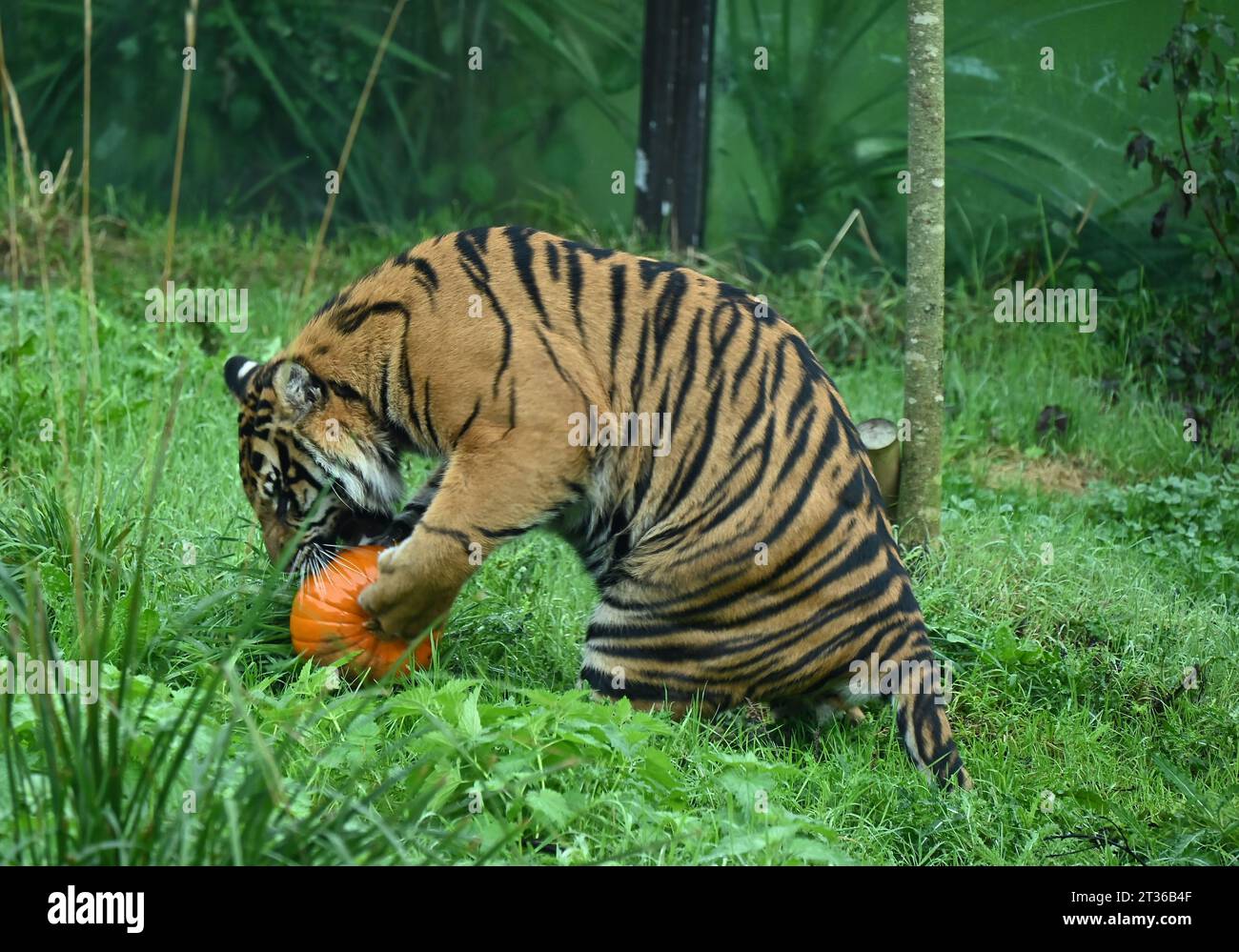 Sumatran tiger teens , zac and Crispin follow a cinnamon and nutmeg ...
