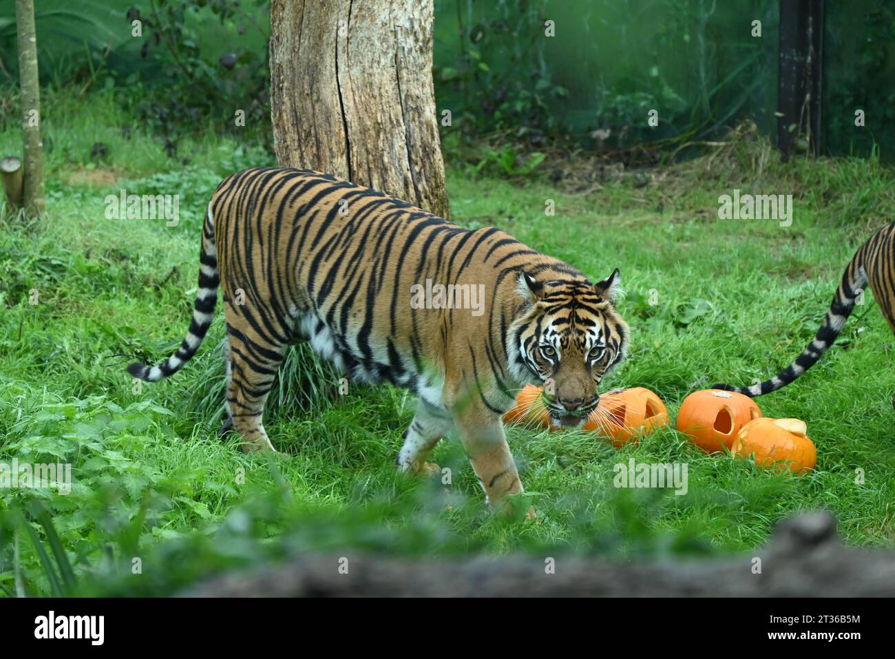 Sumatran tiger teens , zac and Crispin follow a cinnamon and nutmeg ...
