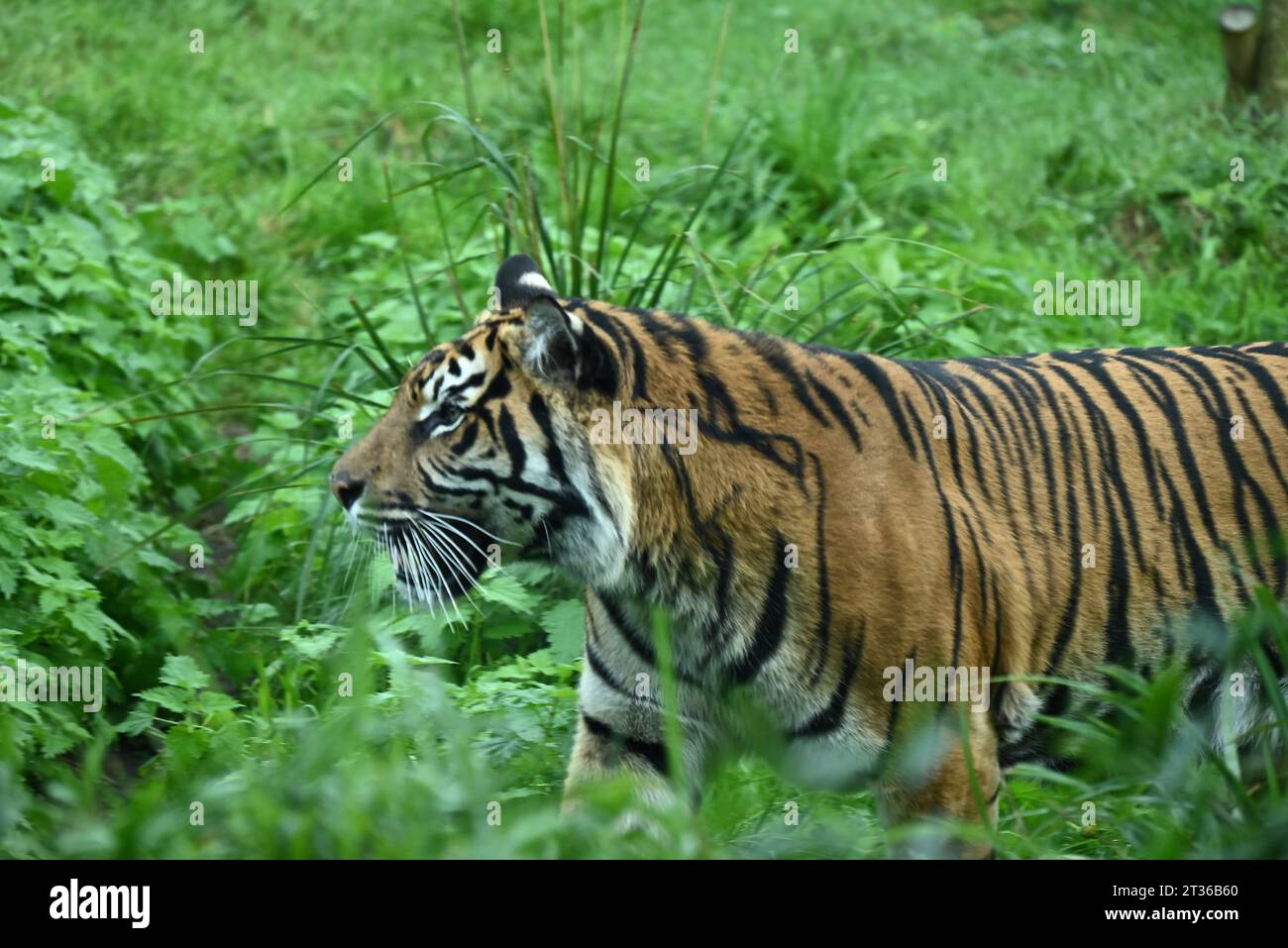 Sumatran tiger teens , zac and Crispin follow a cinnamon and nutmeg ...