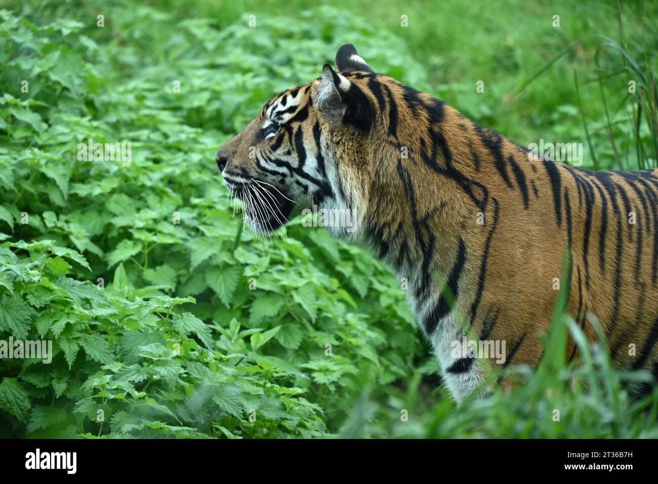 Sunda tiger hi-res stock photography and images - Alamy