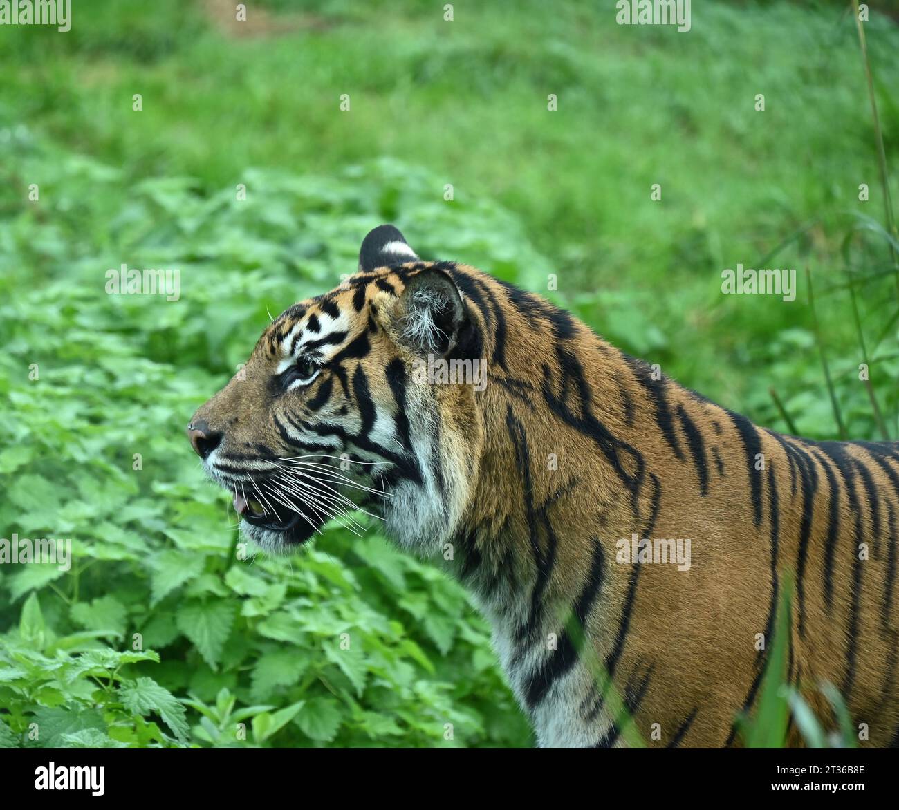 Sumatran tiger teens , zac and Crispin follow a cinnamon and nutmeg ...