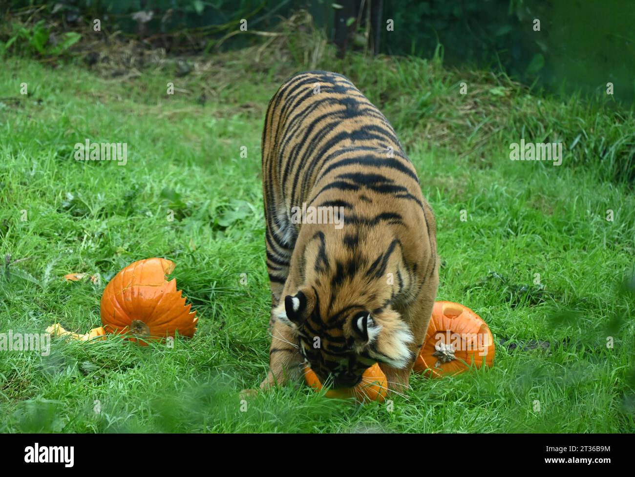 Sumatran tiger teens , zac and Crispin follow a cinnamon and nutmeg ...