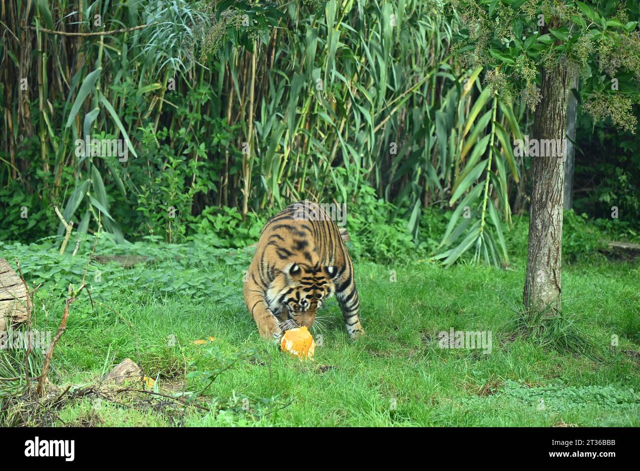 Sunda island tiger hi-res stock photography and images - Alamy
