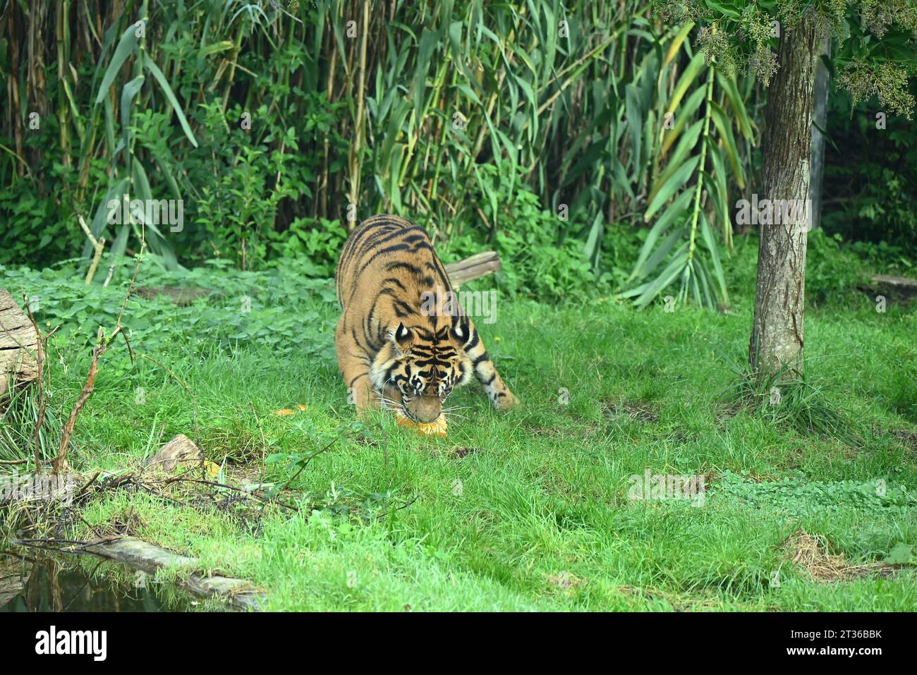 Sunda island tiger hi-res stock photography and images - Alamy