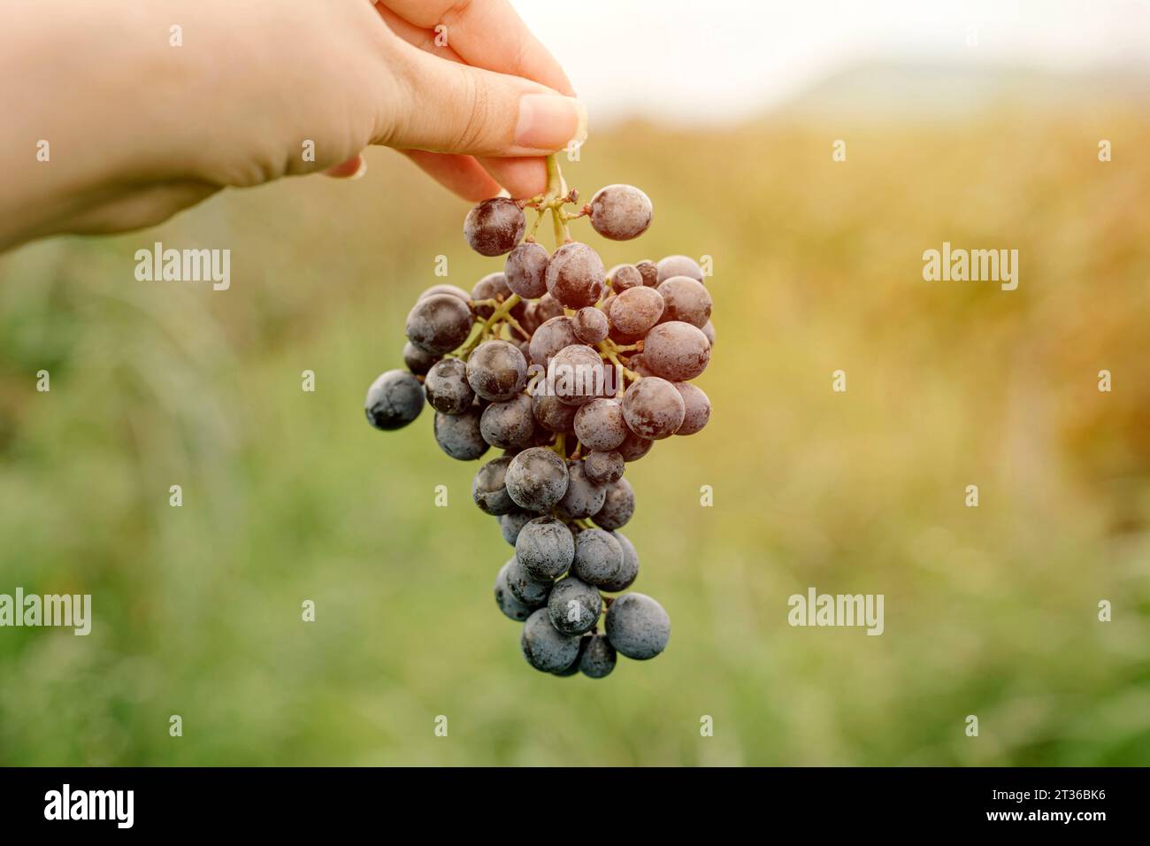 Hand of woman holding red grapes cluster at vineyard Stock Photo - Alamy