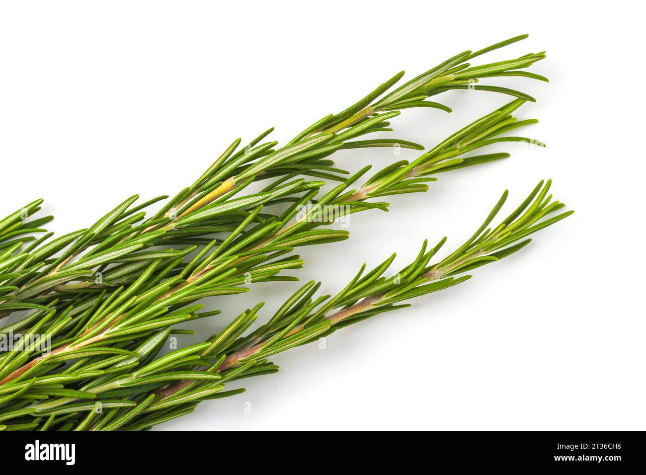 Fresh rosemary sprigs close up isolated on white background Stock Photo ...