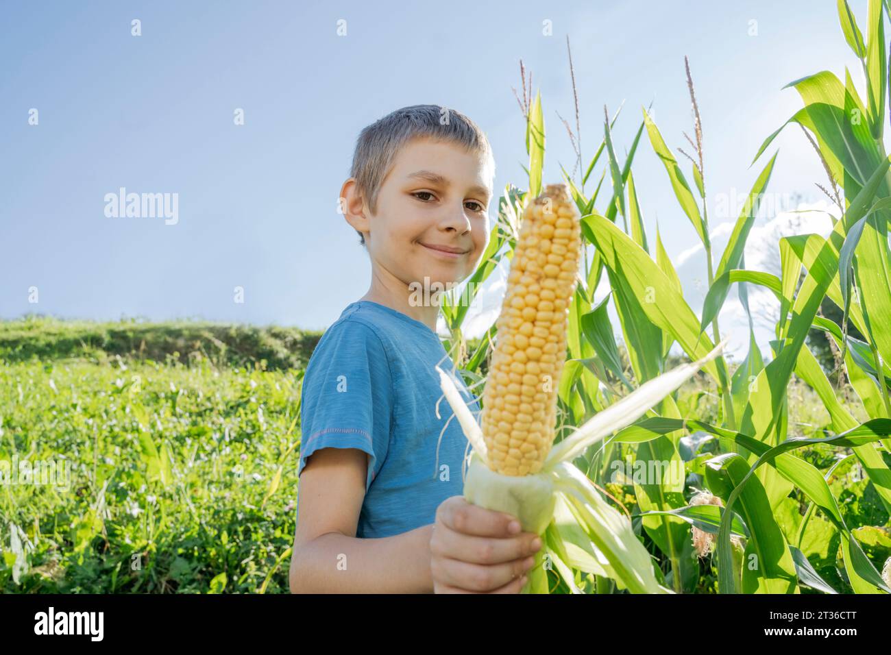 Boy standing in corn hi-res stock photography and images - Alamy