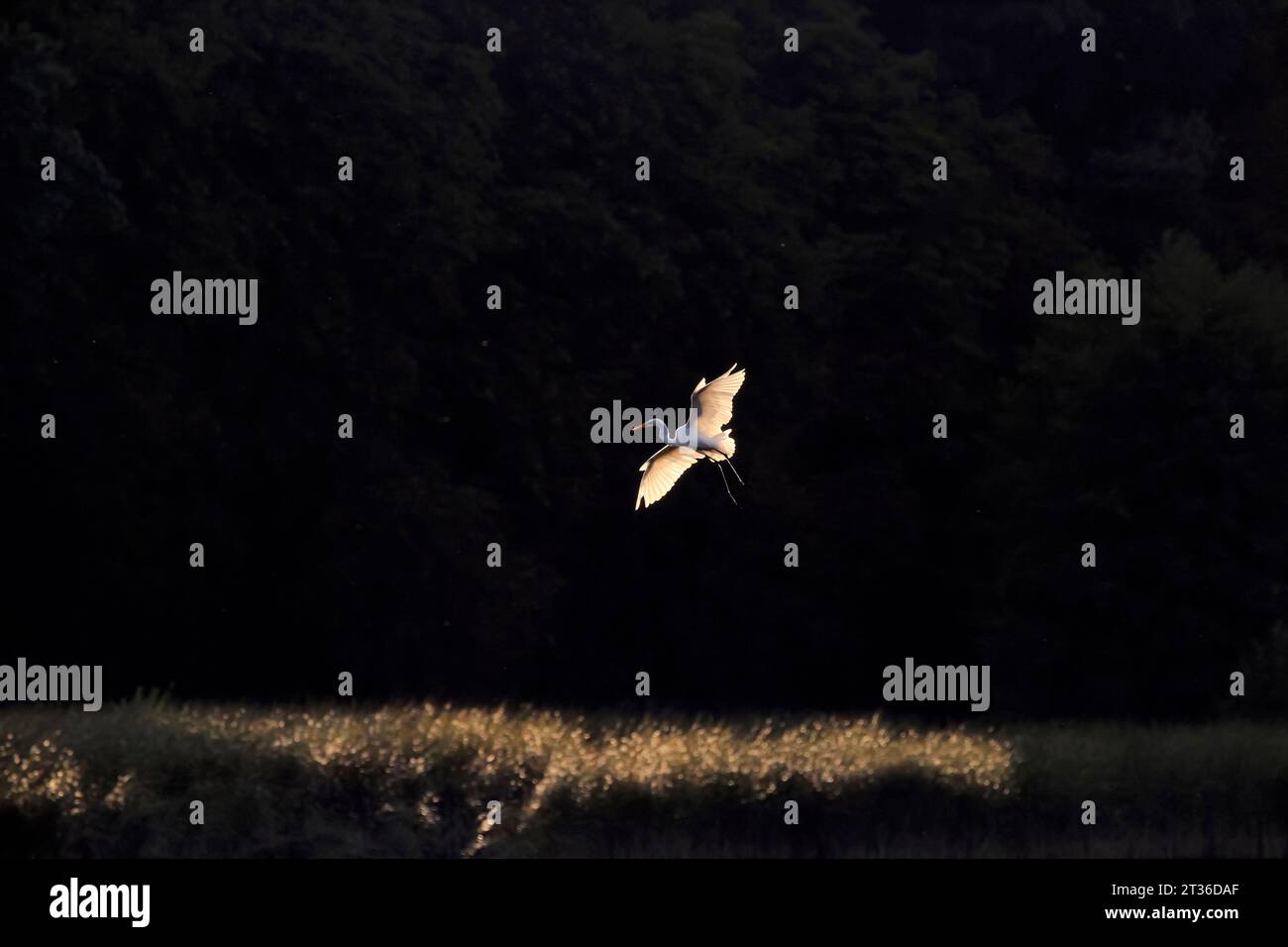 Great egret (Ardea alba) flying at night Stock Photo - Alamy