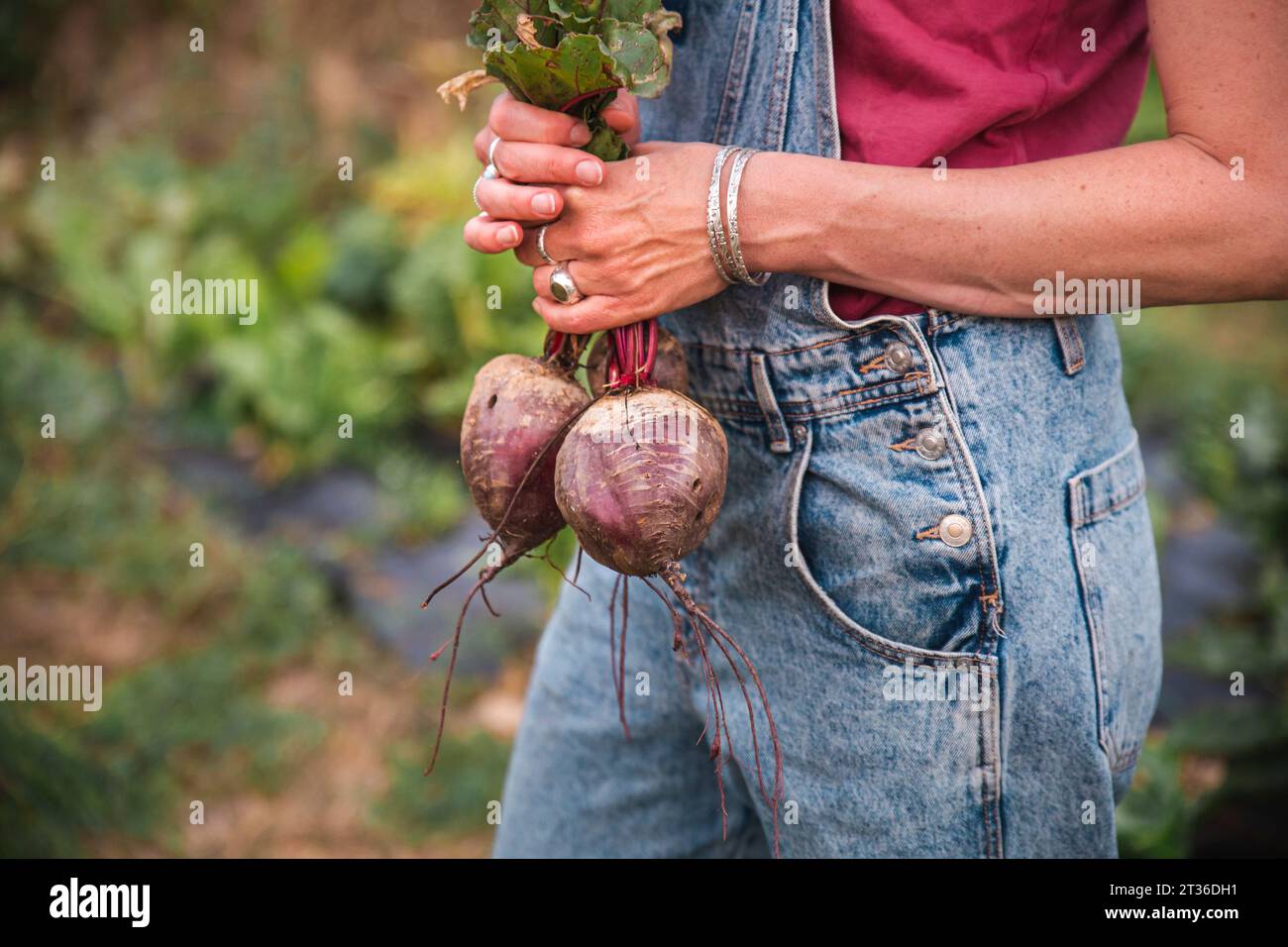Woman holding bunch of common beets in orchard Stock Photo - Alamy