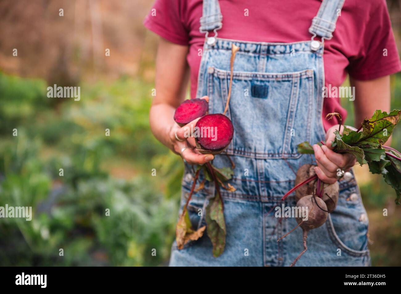 Woman wearing bib overalls holding bunch of common beets in orchard ...