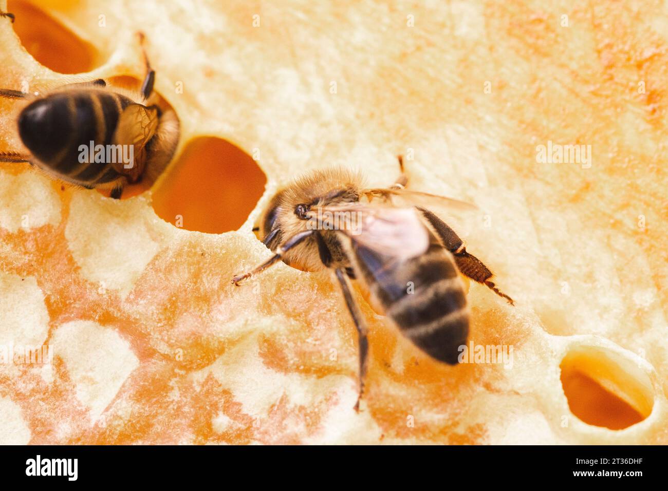 Honey bees sitting on honeycomb Stock Photo - Alamy