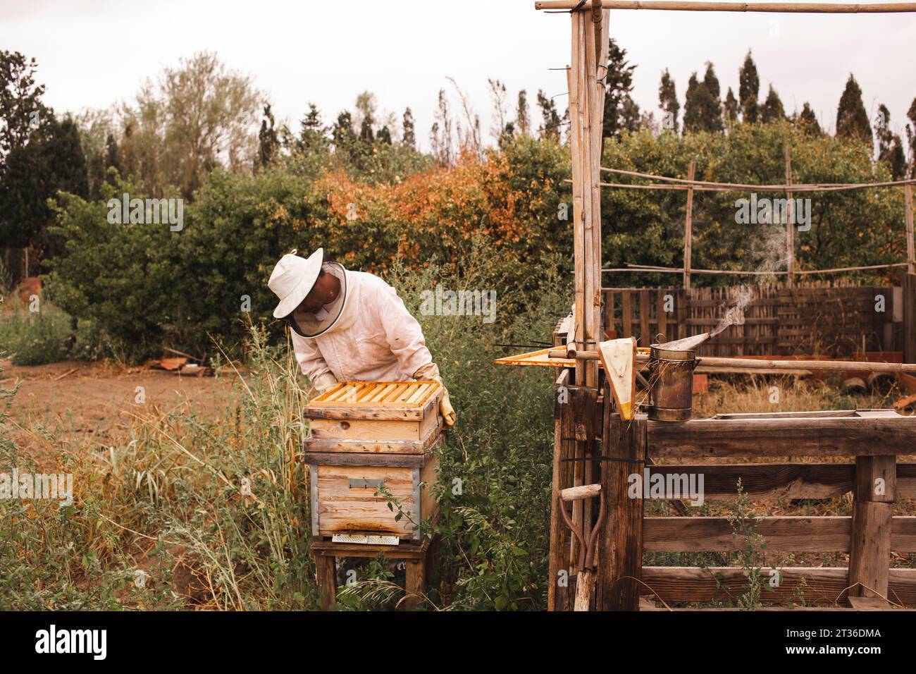 Beekeeper working near beehive in apiary Stock Photo - Alamy