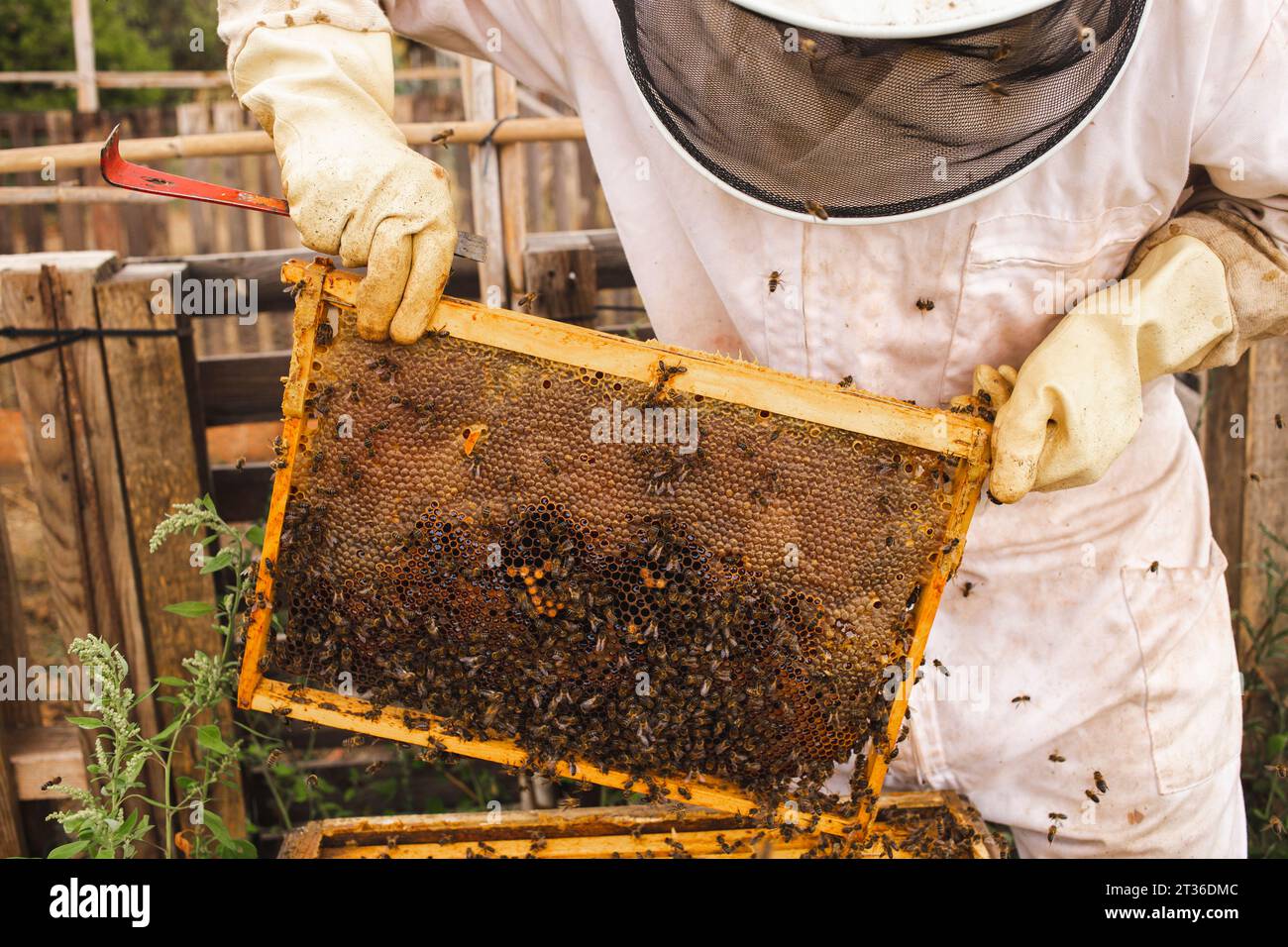 Male beekeeper holding hive hi-res stock photography and images - Alamy