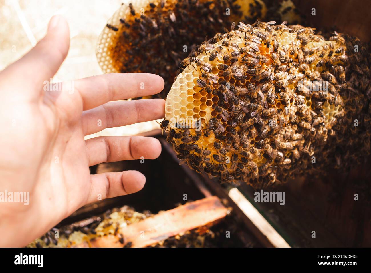 Beekeeper at the beehive hi-res stock photography and images - Alamy