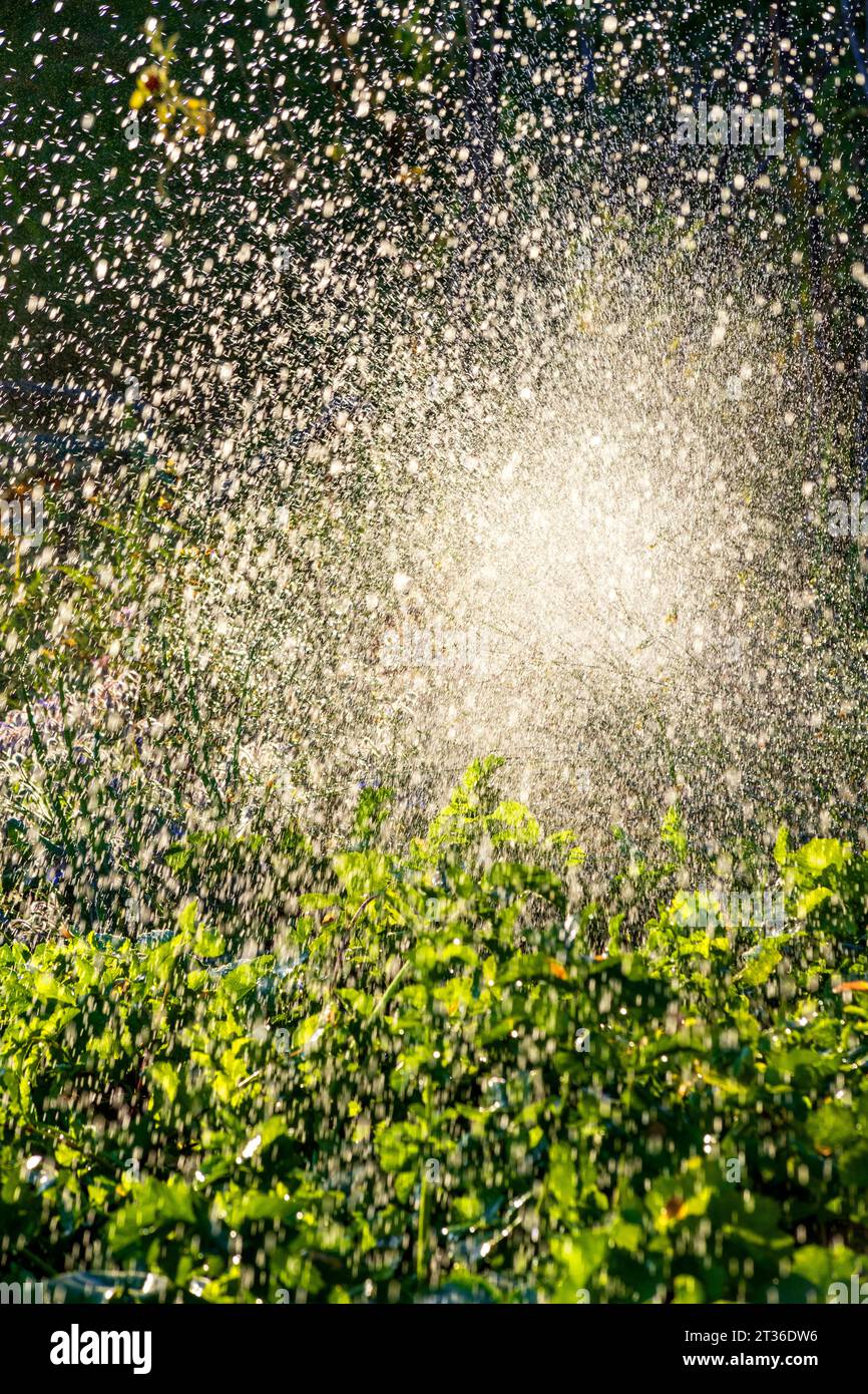 Water splashing on green bush Stock Photo - Alamy
