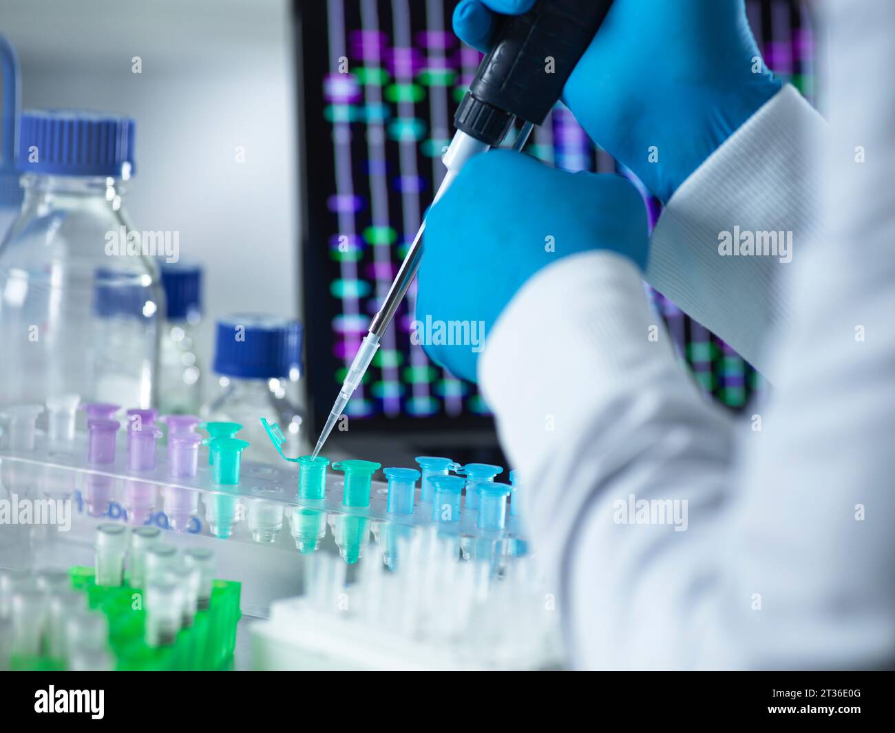 Scientist pipetting DNA sample into eppendorf tube for genetic testing ...