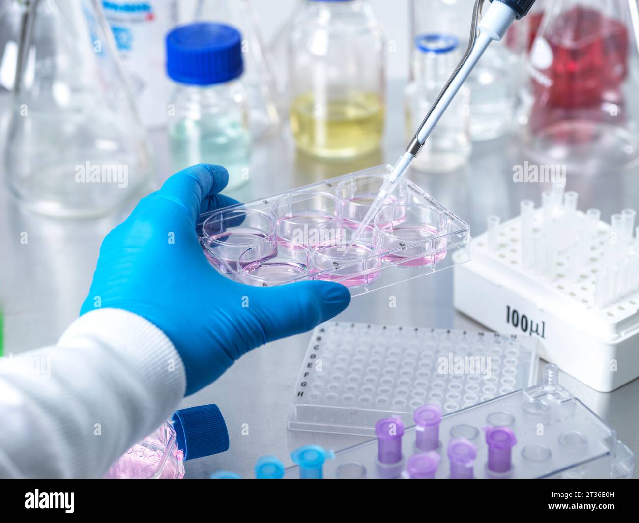 Senior scientist holding pipette and experimenting with stem cells in ...