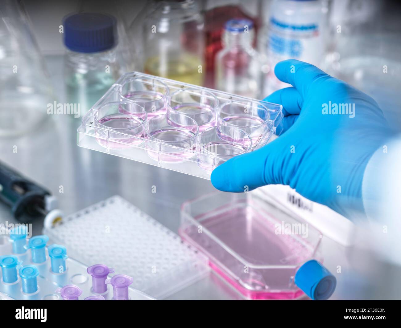 Senior scientist experimenting with stem cells in laboratory Stock Photo - Alamy