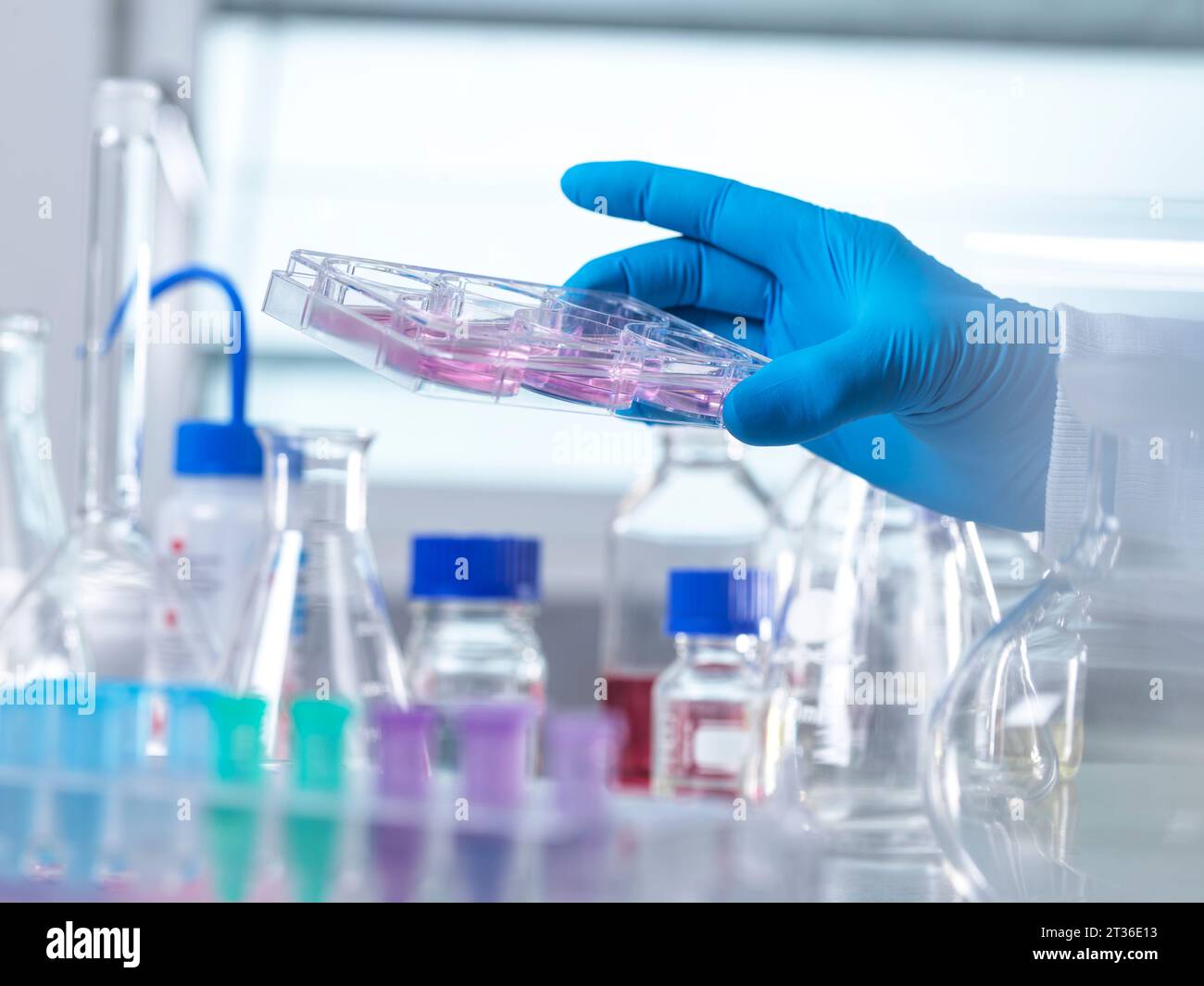Hand of scientist experimenting with stem cells in laboratory Stock Photo - Alamy