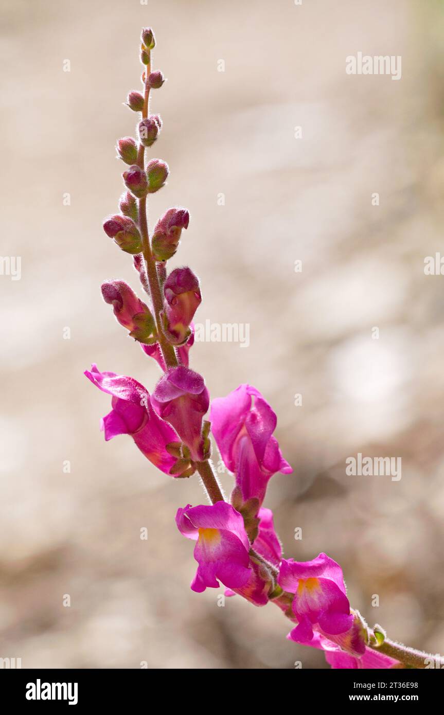 Dragon flowers. flores de boca de dragón Stock Photo - Alamy