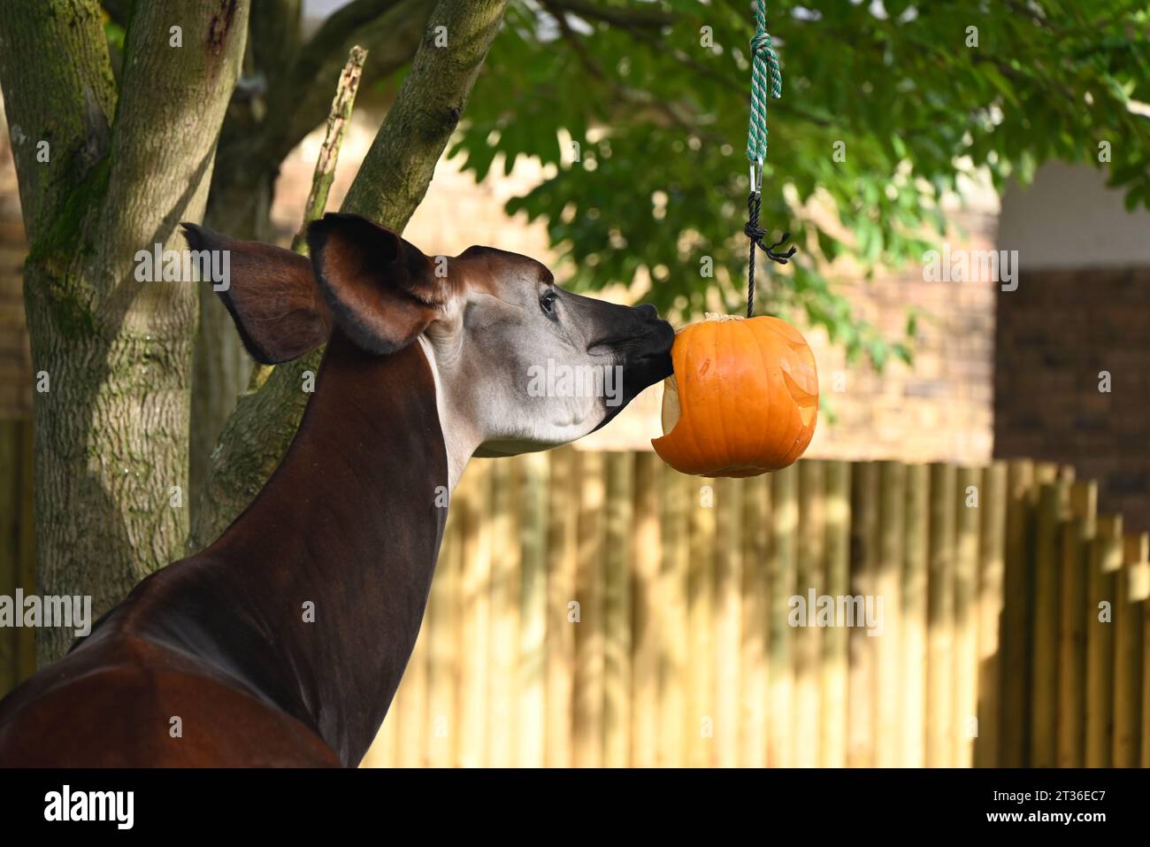Okapis Oni and Ede , wrap their bewitching black tongues ,which can ...