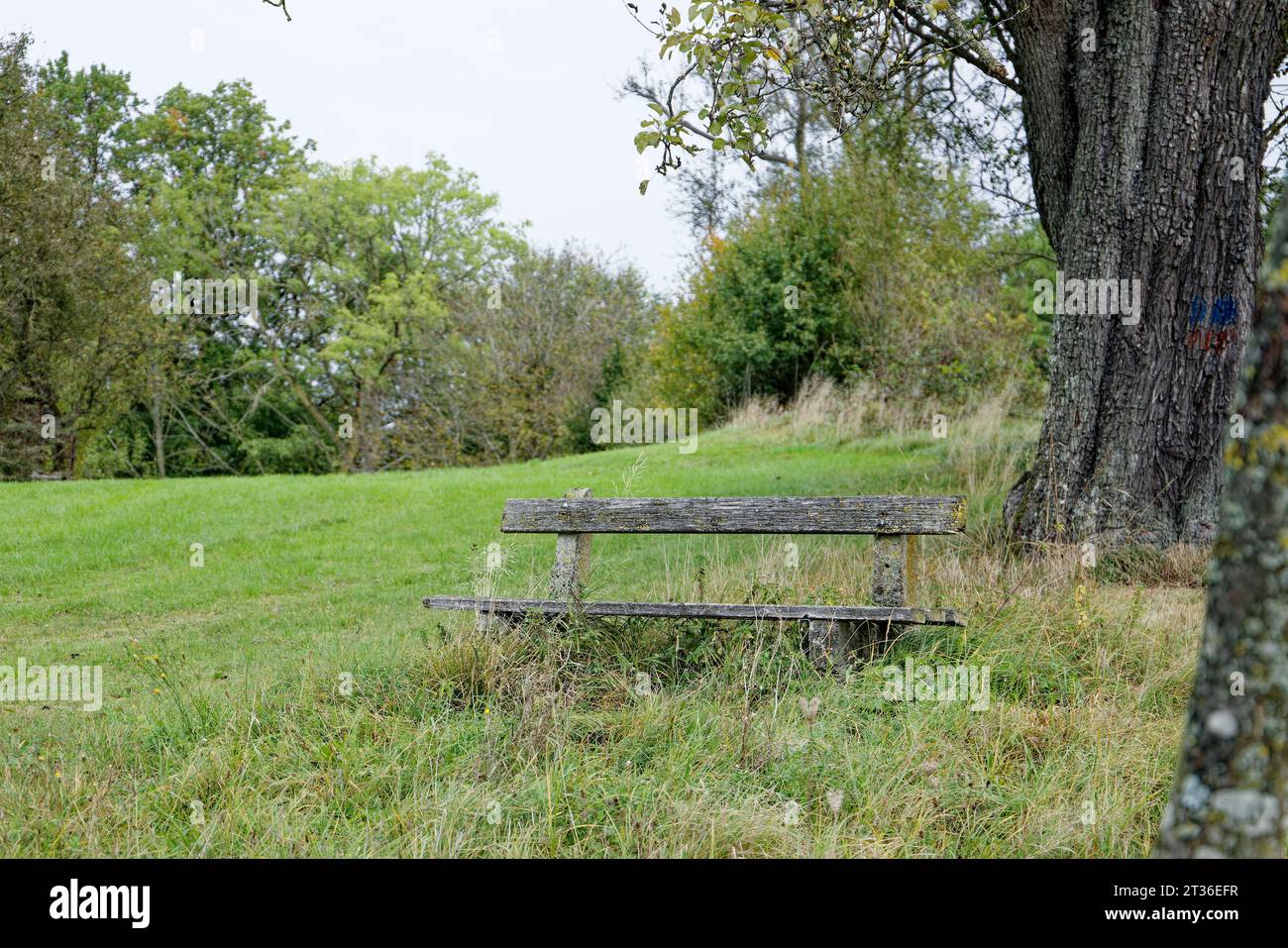 Overgrown clearing in a forest hi-res stock photography and images - Alamy