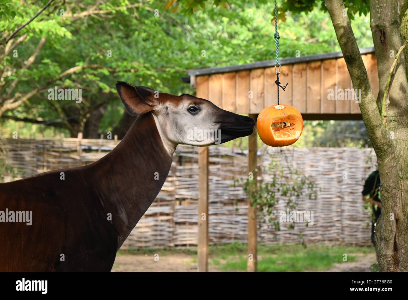 Okapis Oni and Ede , wrap their bewitching black tongues ,which can stretch to an incredible 30 ...