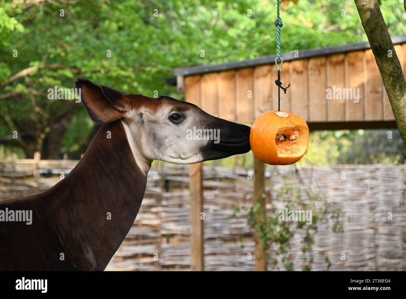 Okapis Oni and Ede , wrap their bewitching black tongues ,which can ...