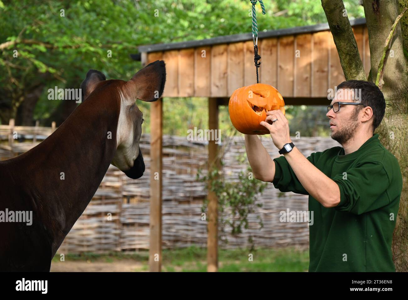 Okapis Oni and Ede , wrap their bewitching black tongues ,which can ...