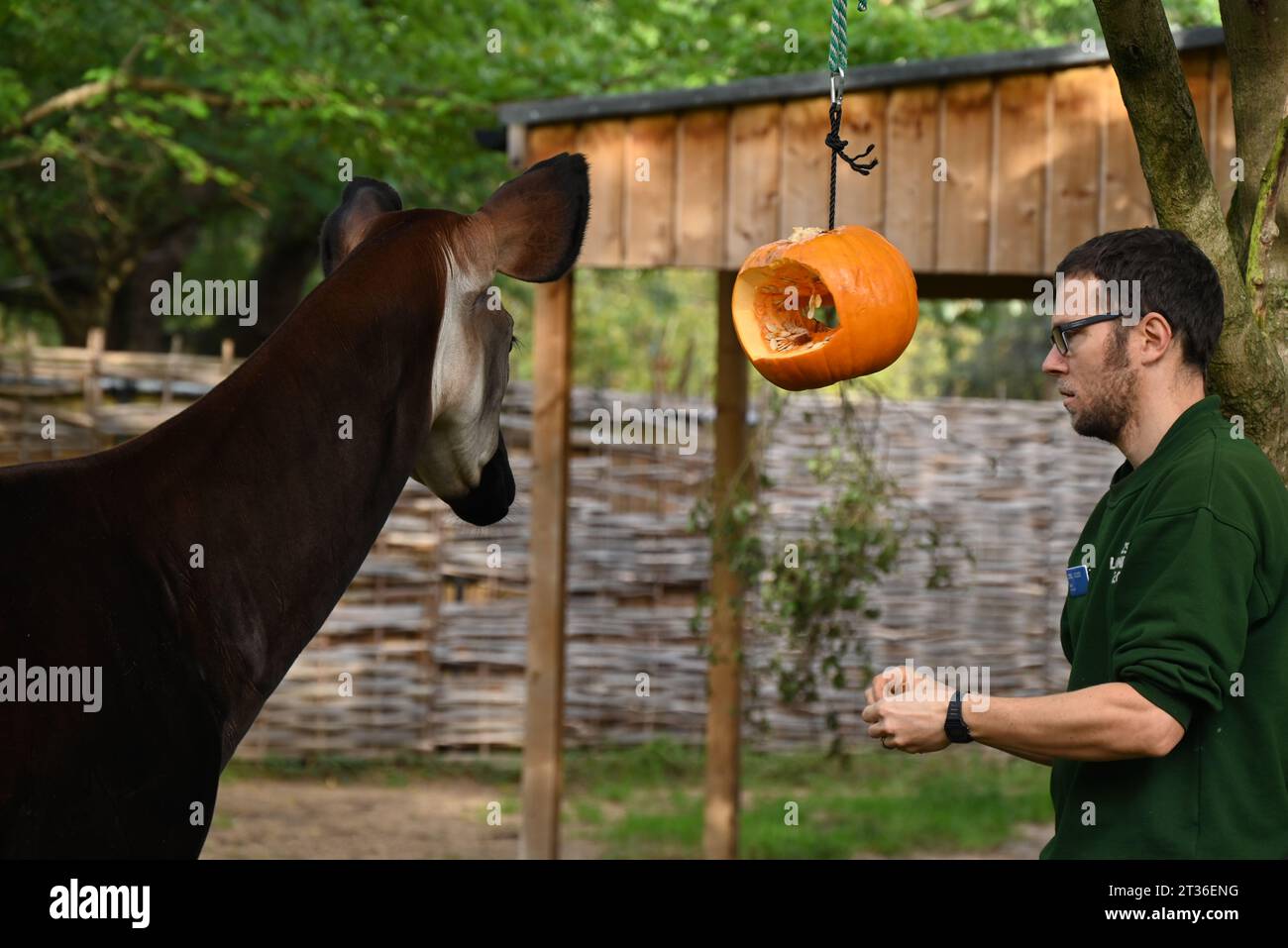 Okapis Oni and Ede , wrap their bewitching black tongues ,which can ...