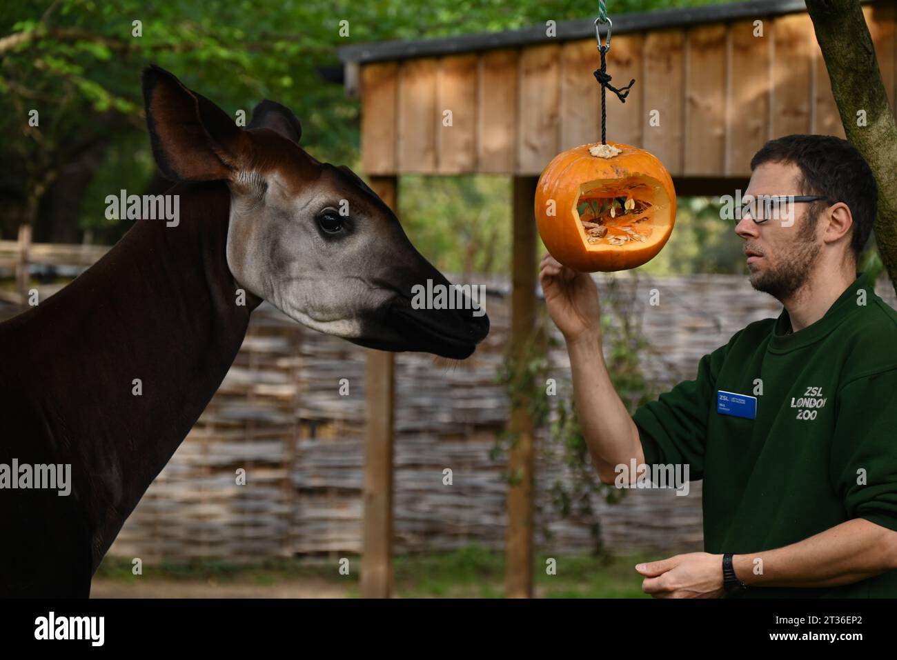 Okapis Oni and Ede , wrap their bewitching black tongues ,which can ...