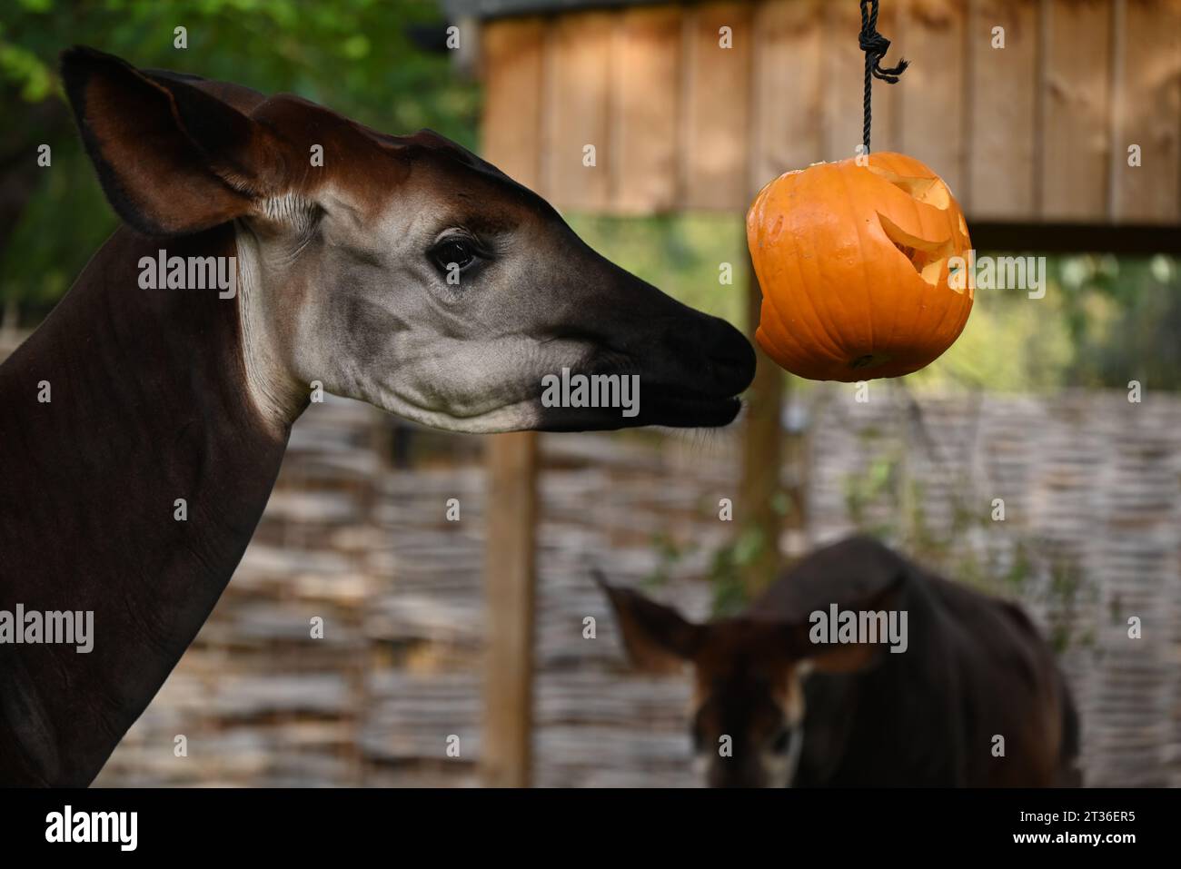 Okapis Oni and Ede , wrap their bewitching black tongues ,which can ...