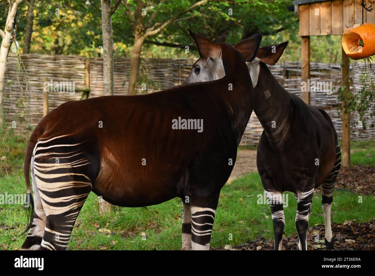 Okapis Oni and Ede , wrap their bewitching black tongues ,which can ...