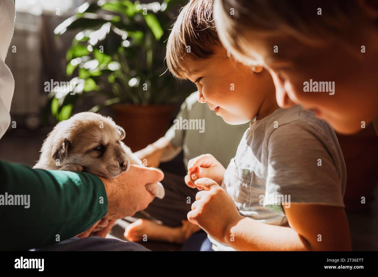 Mixed breed male dog playing hi-res stock photography and images - Alamy